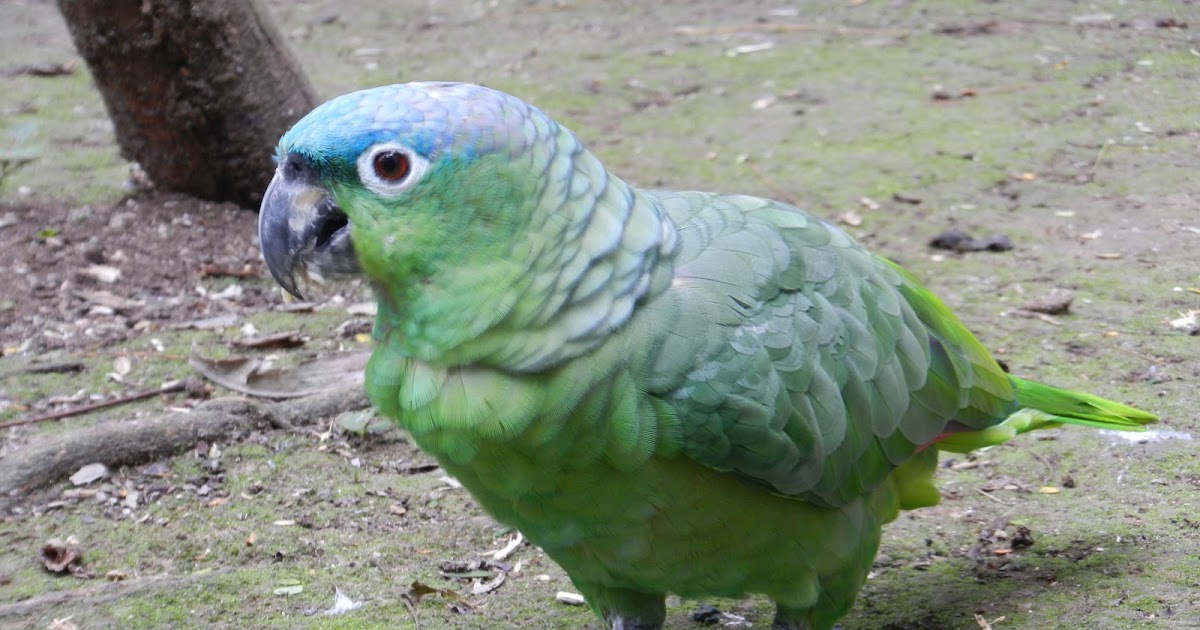 Petén en Fotos: Lorito, lorito... (Quenque - Amazona Farinosa)
