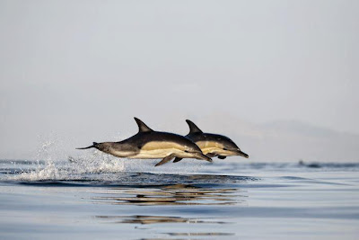 Las Fotos Mas Alucinantes: delfines saltando