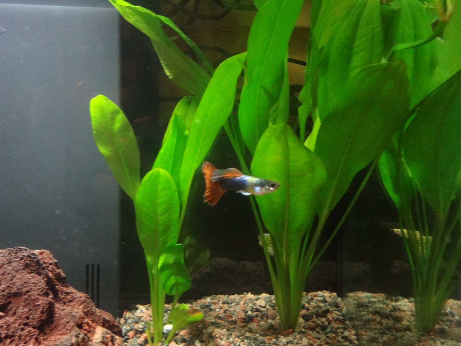 Mi Primer Acuario: INTRODUCCIÓN DE LOS PRIMEROS PECES