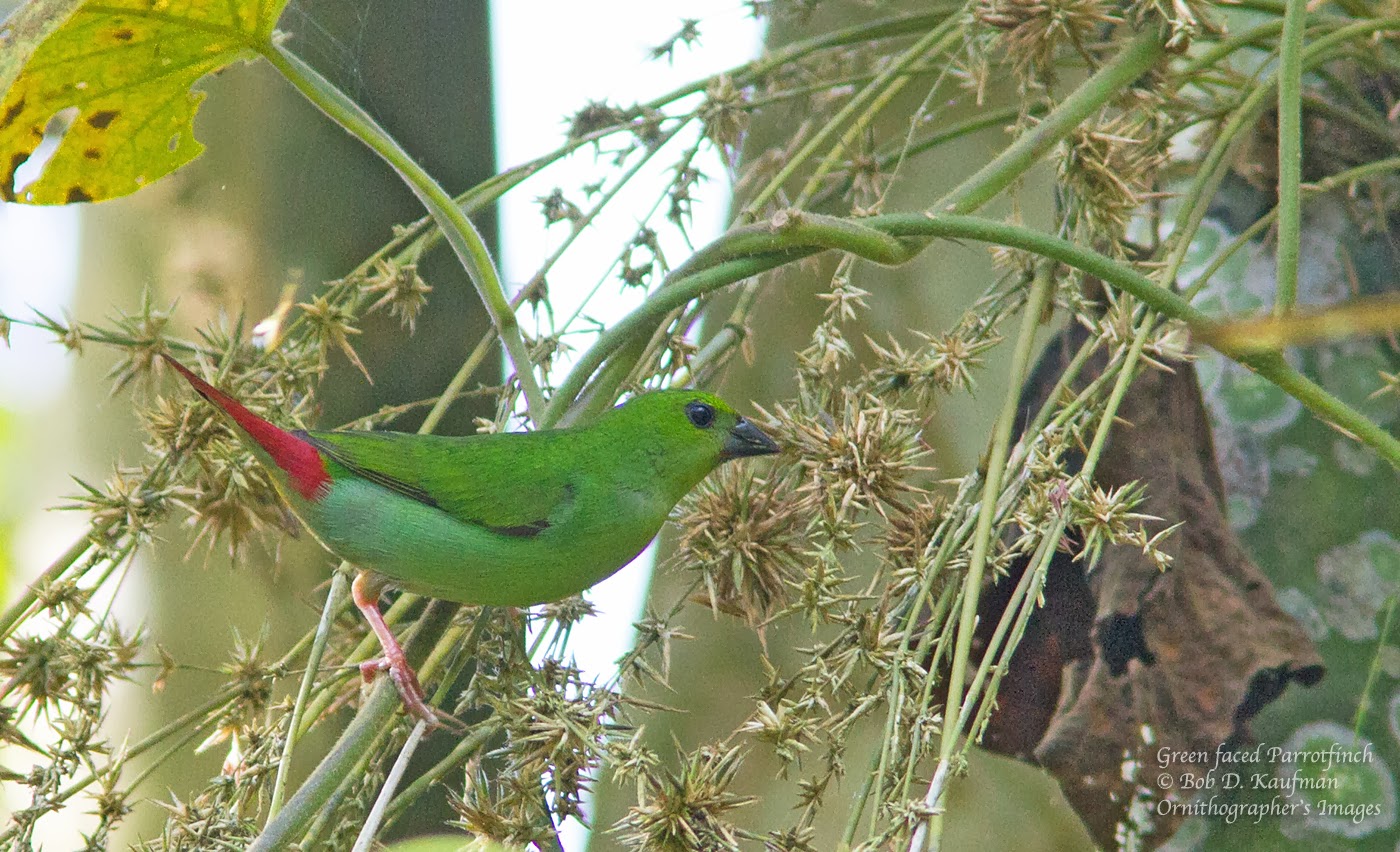 TWO BIRDERS TO GO: Green-faced Parrotfinch (Erythrura viridifacies)