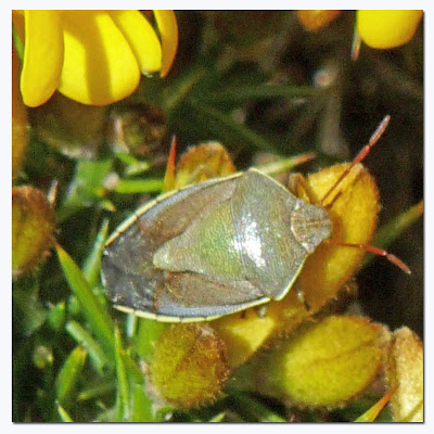 Wild and Wonderful: Ladybird Alert: First Ladybirds (and Gorse ...