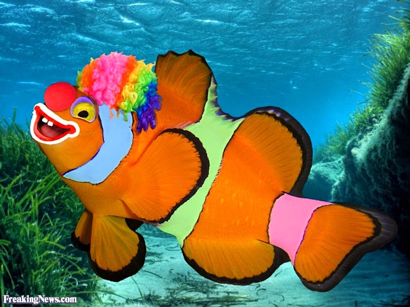 Uma incrível experiência com o peixe palhaço: Junho 2014
