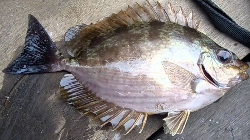 Nama Nama Ikan Laut yang Mudah untuk di Ingat