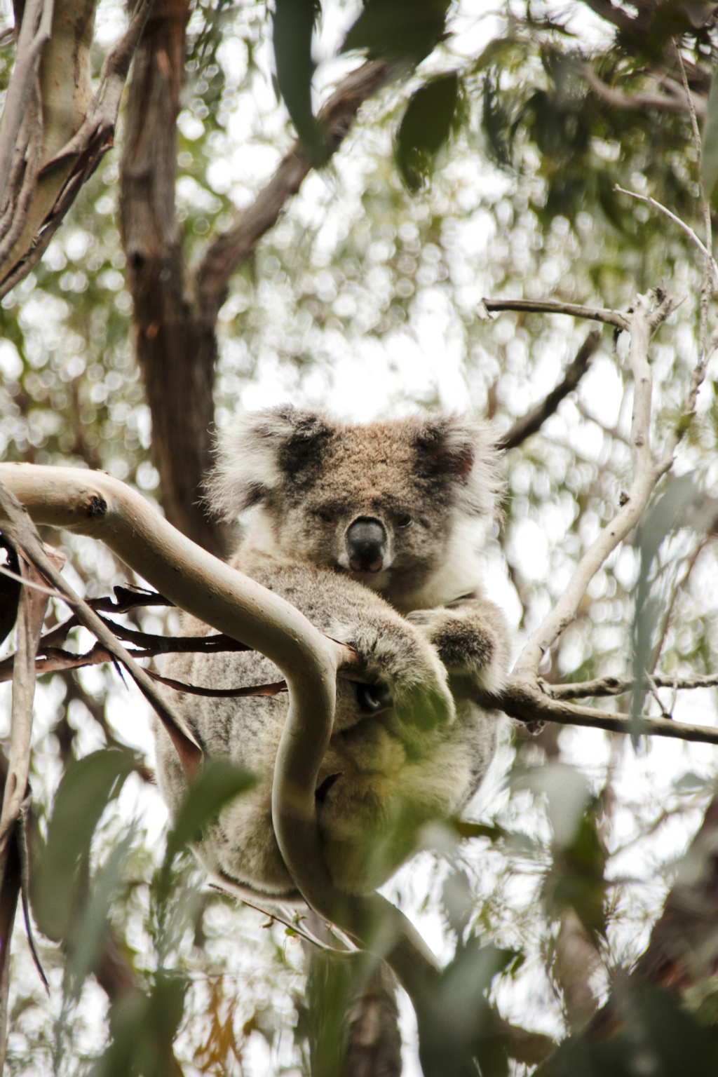 Ford Family Photos: Koalas Along the Great Ocean Road - Victoria, Australia