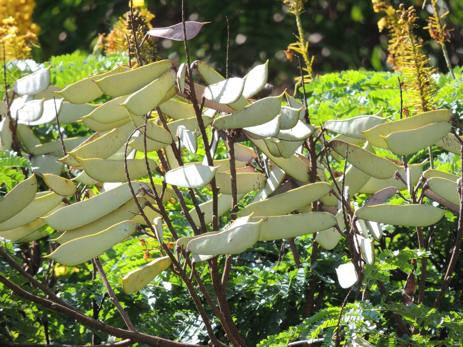 Fabaceae - Leguminosae no Brasil: Fabaceae - Cenostigma pluviosum (DC ...