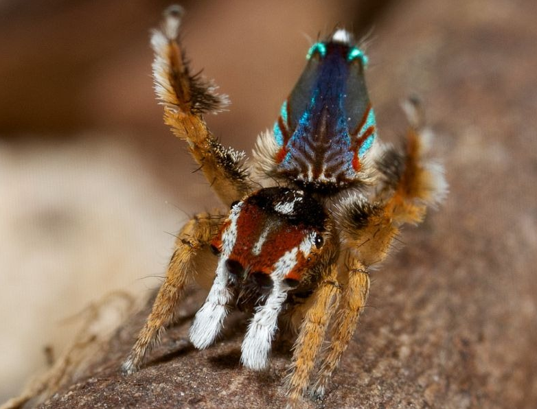 Spesis Labah-Labah Paling Cantik 'Peacock Spider' - dairishare
