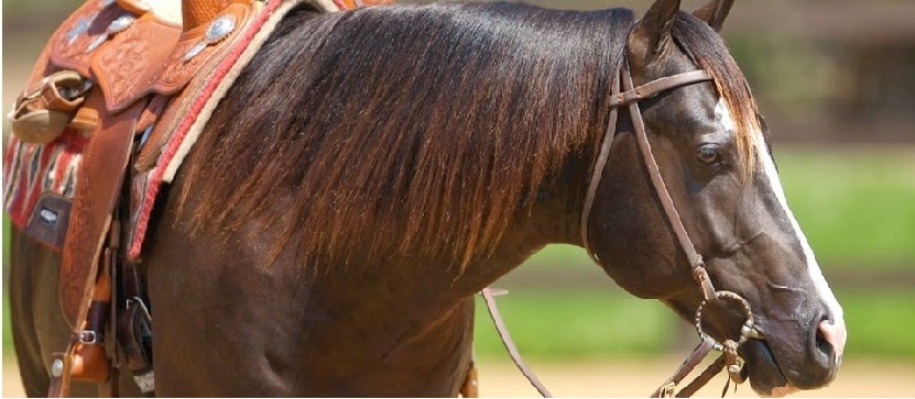 Top 10 Photos Buckaroo Country ~ Laugh Like We Are Having Fun