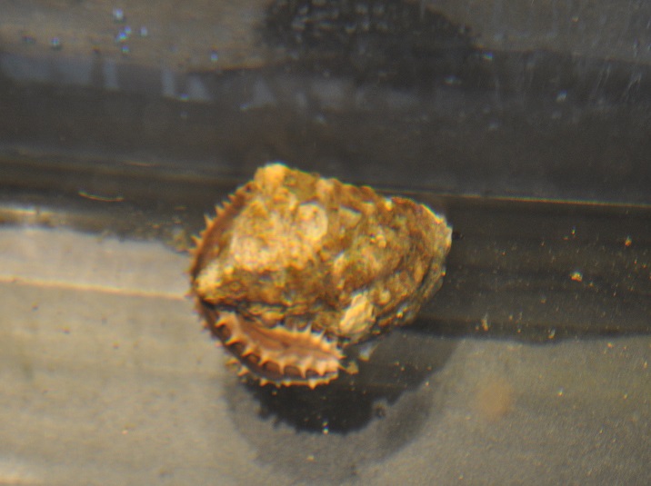 ZOOTOGRAFIANDO (6.100 ANIMALS): COHOMBRO DE MAR / BROWN SEA CUCUMBER ...