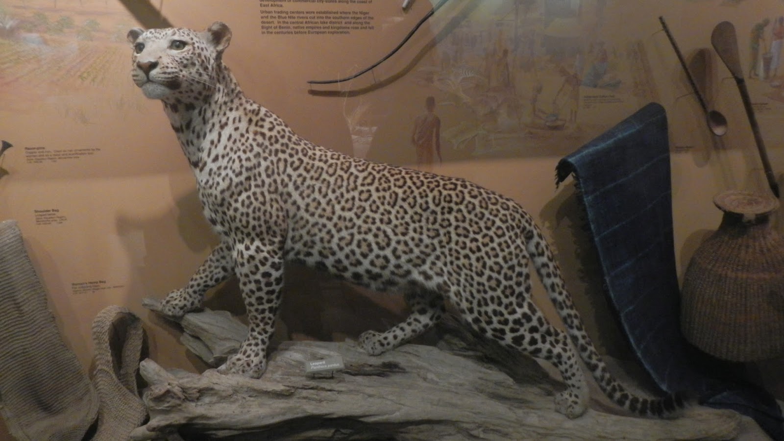 Big Daddy Dave: The Cleveland Museum of Natural History