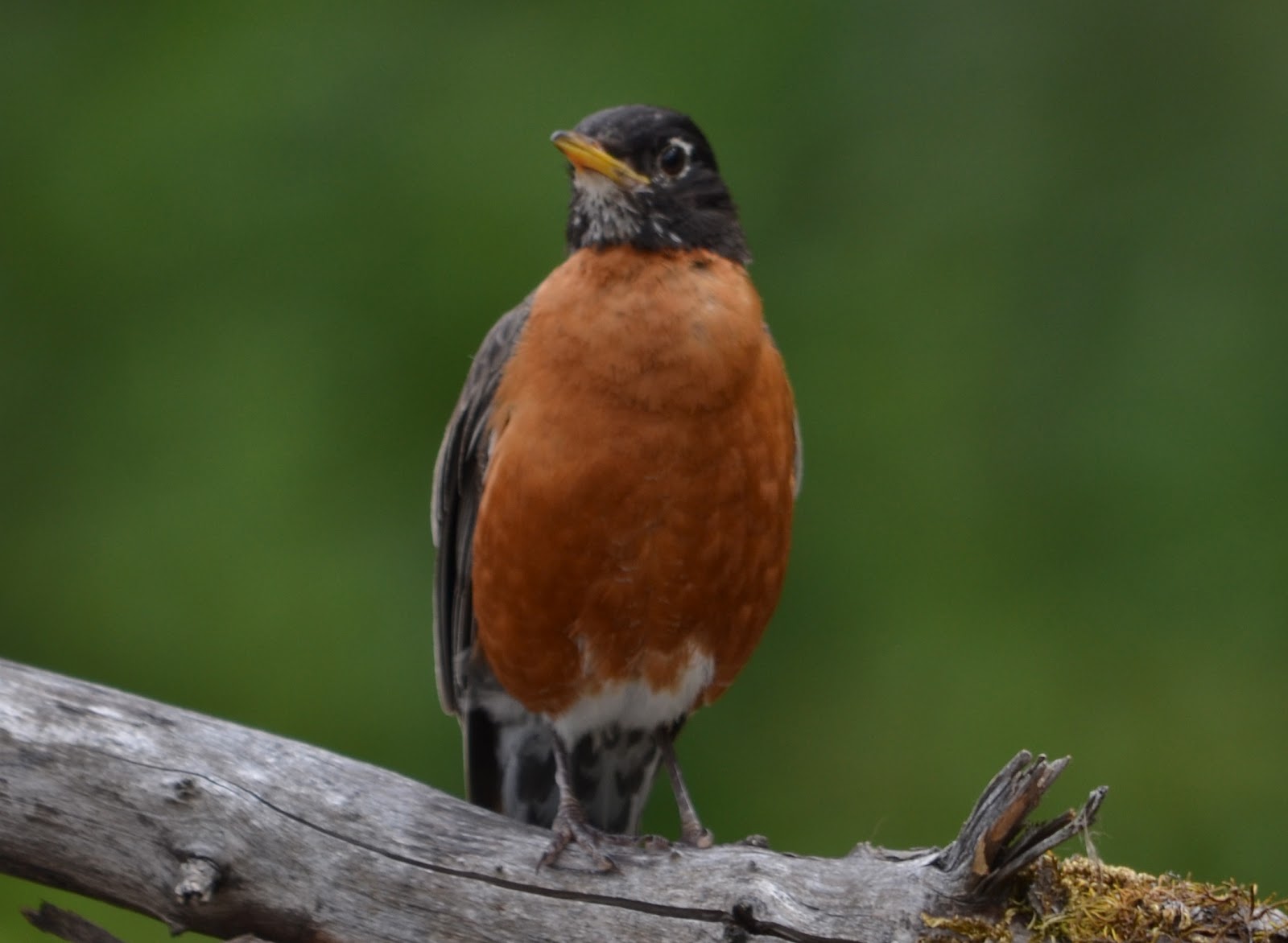 Blue Skies: Oregon Birding - Day Three
