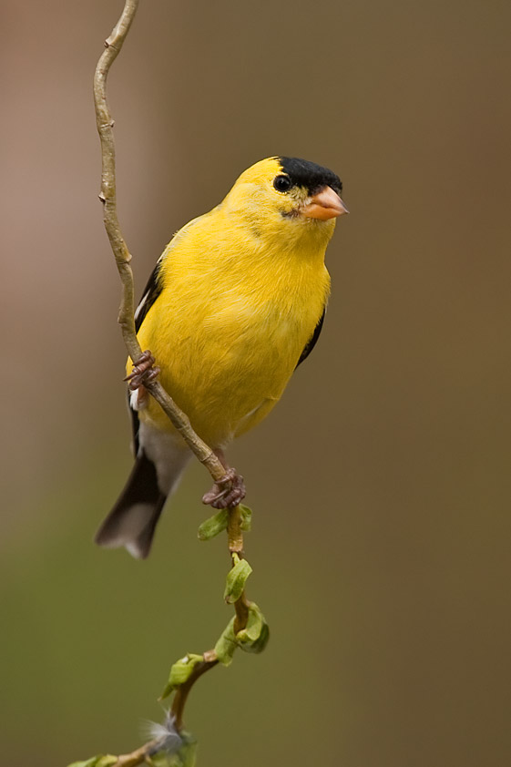 Paul Pratt's Blog: American Goldfinch