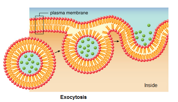 # 25 Passive and active transport across cell membranes | Biology Notes ...