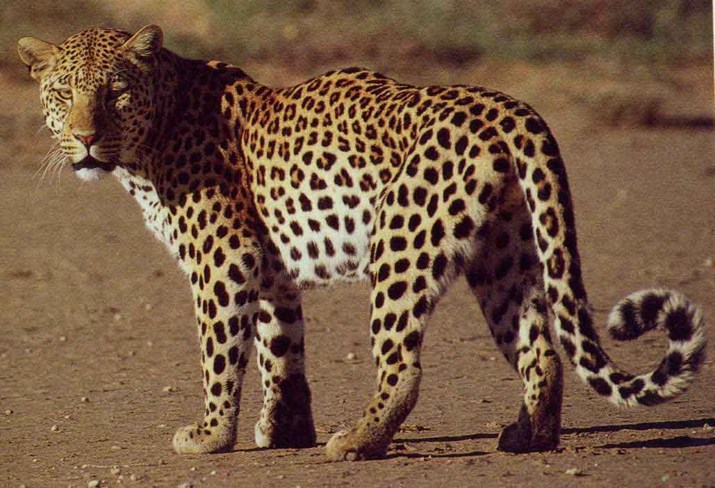 Mundo Animal : leopardo (panthera pardus)