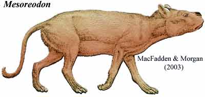 Escenarios prehistóricos: Mesoreodon