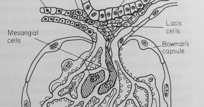 The juxtaglomerular apparatus