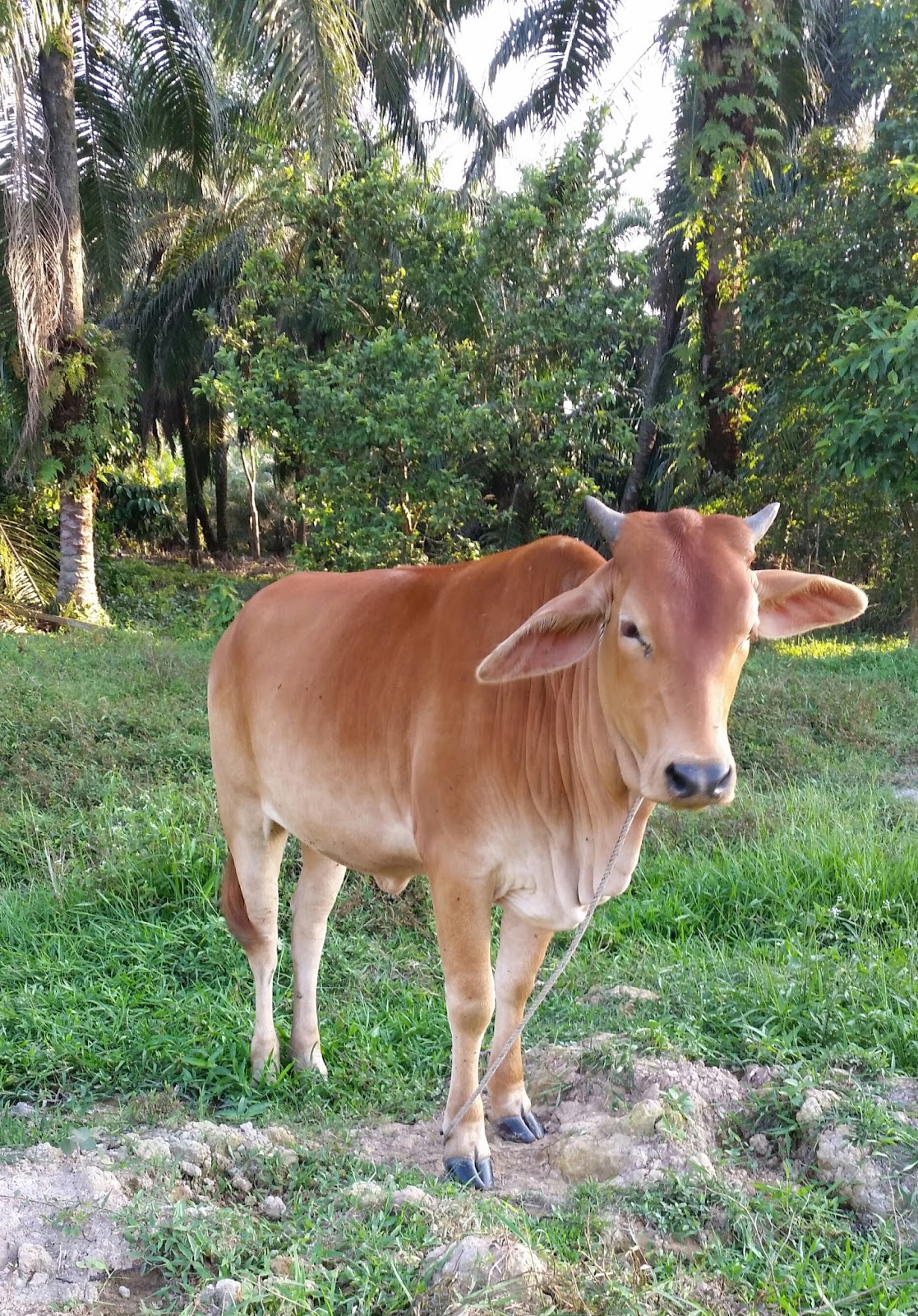 Warisan Petani: Biar Lembu Yang Jadi Lembu 2