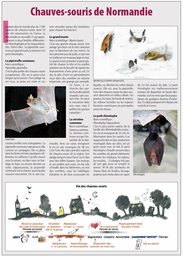 Breuillet Nature: Les chauves-souris et nous