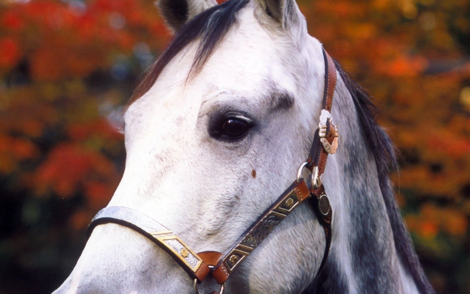 Poze Cai Horses Wallpapers: Poze Cai de rasa horses