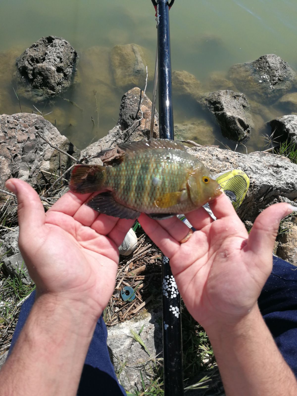 CURSO DE OBTENCIÓN DE LICENCIA DE PESCA CONTINENTAL EN ANDALUCÍA: El ...