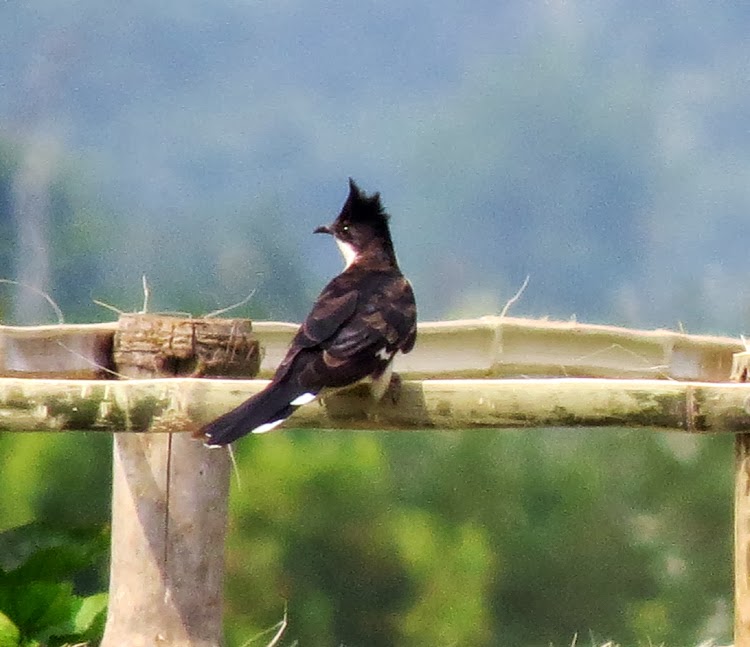 Indian Birds Photography: [BirdPhotoIndia] Chatak - The Rain Bird