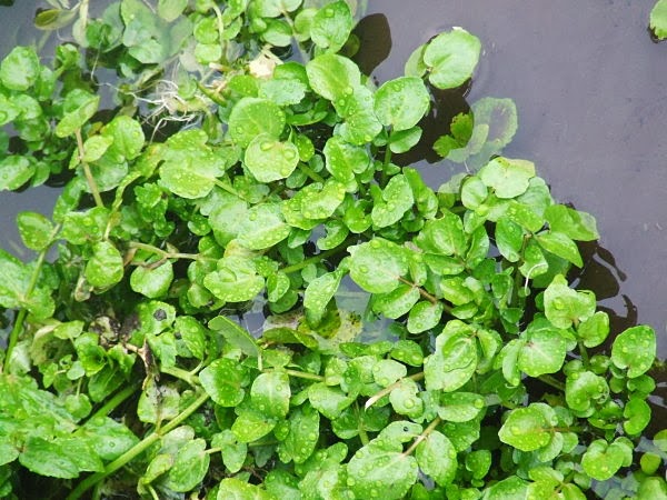 The Simplicity of Watercress - The Backyard Larder