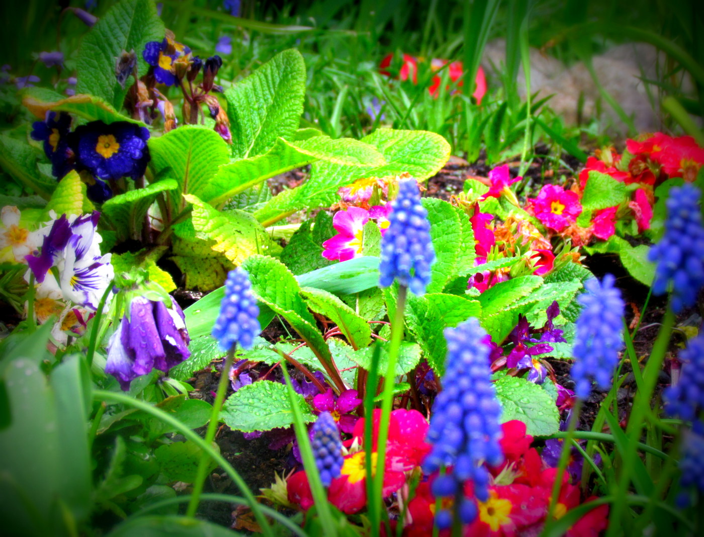 Learn To Grow: Spring flowers Slideshow Video, Giant indoor Avocado tree!