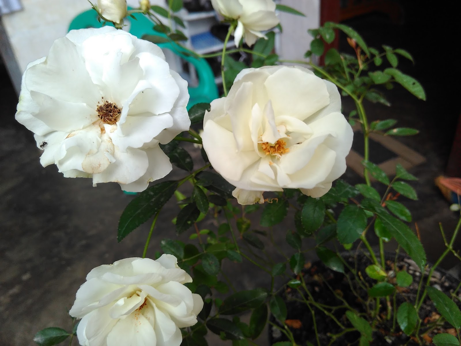 Tanaman Bunga Milik Ibu : Bunga Mawar | Bunga Sepatu | Bunga Pacar Cina ...