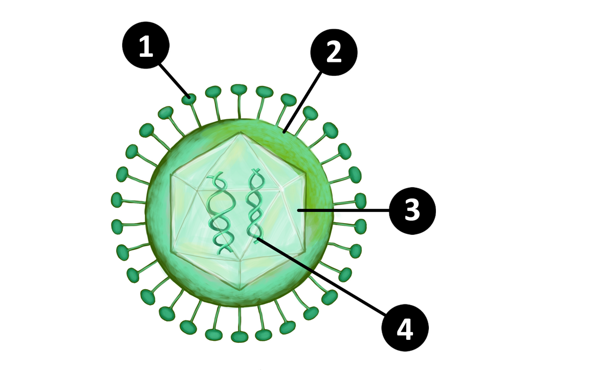 Pääsykoemaraton: Biologia 5: luku 3 Virukset lisääntyvät soluissa