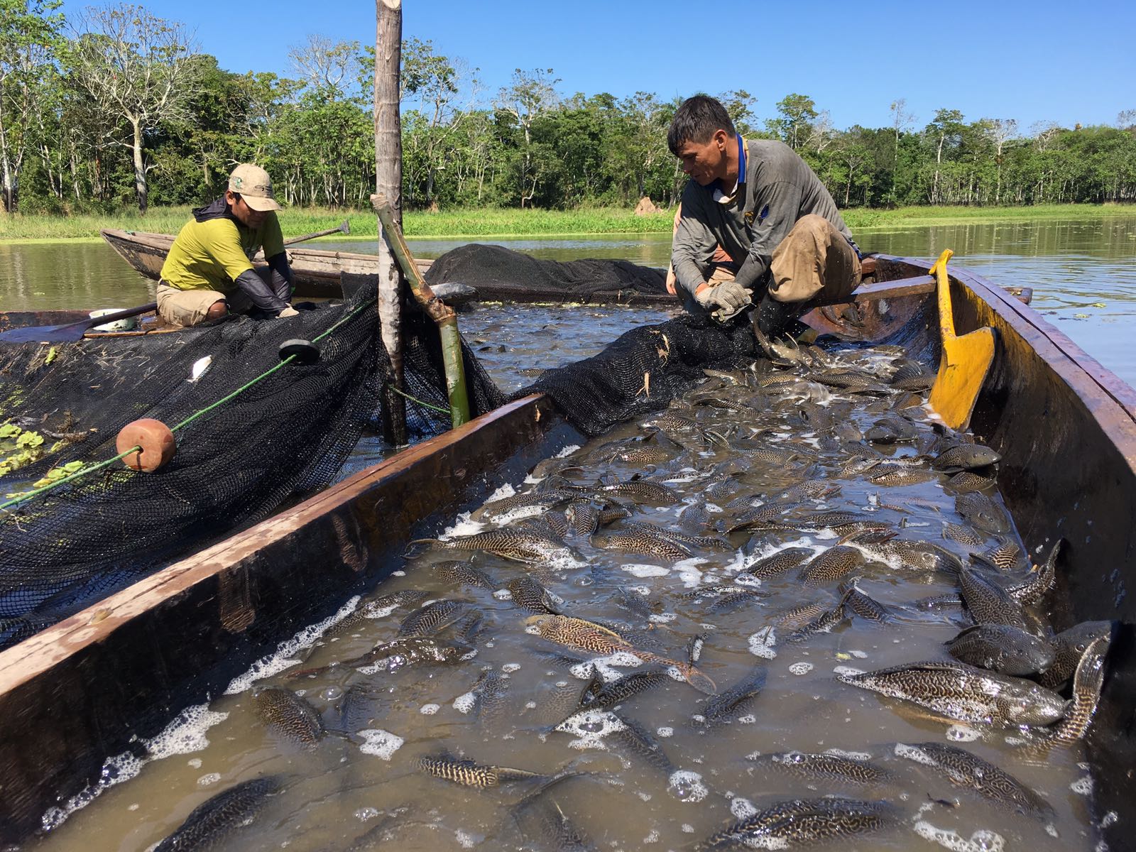 La Pesca de la Carachama