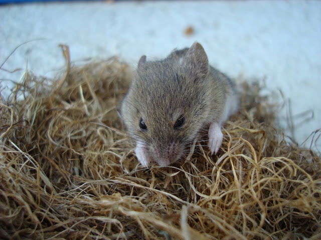 Bichus bichus: RATÓN DE CAMPO (Apodemos sylvaticus)