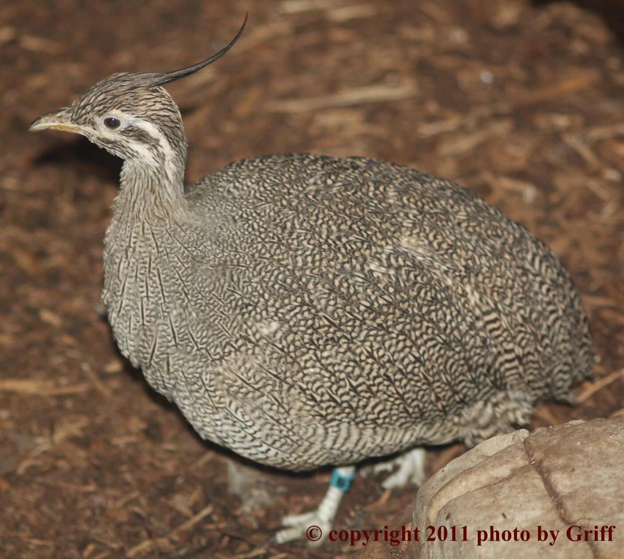 Griff's Bird Photos: Tinamou (Elegant Crested)