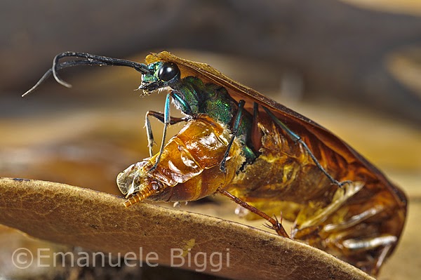 Ecologia de Insetos: Parasitismo: Vespas parasitóides