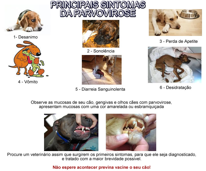 MUNDO CÃO: PARVOVIROSE