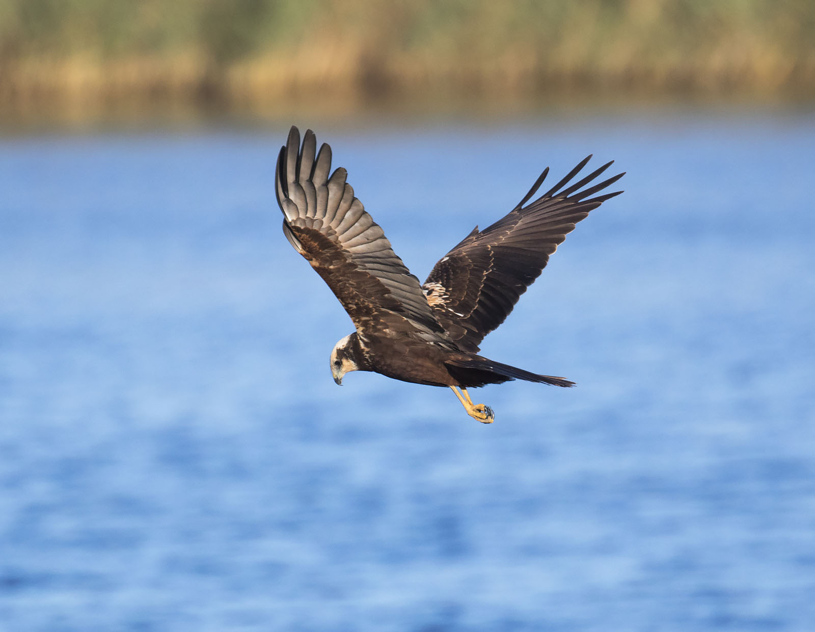 pewit: juvenile female Marsh Harrier hunting