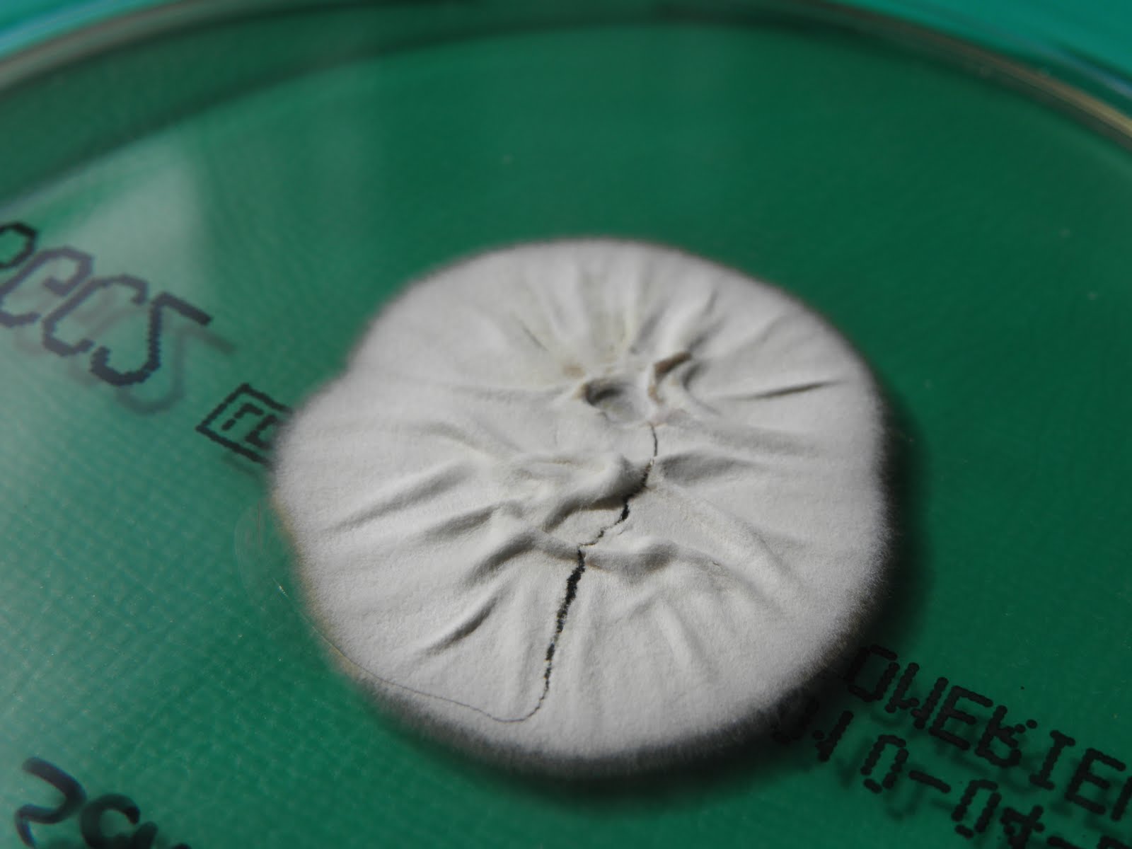 ATLAS MICOLOGIA: EPIDERMOPHYTON FLOCCOSUM