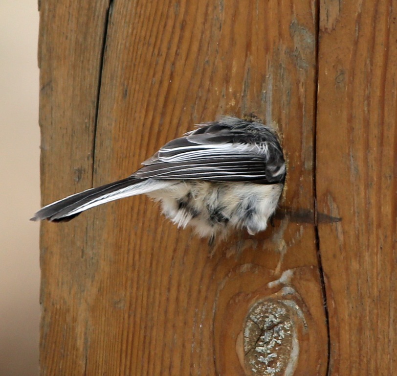 Ohio Birds and Biodiversity: Chickadees nest in drinking fountain