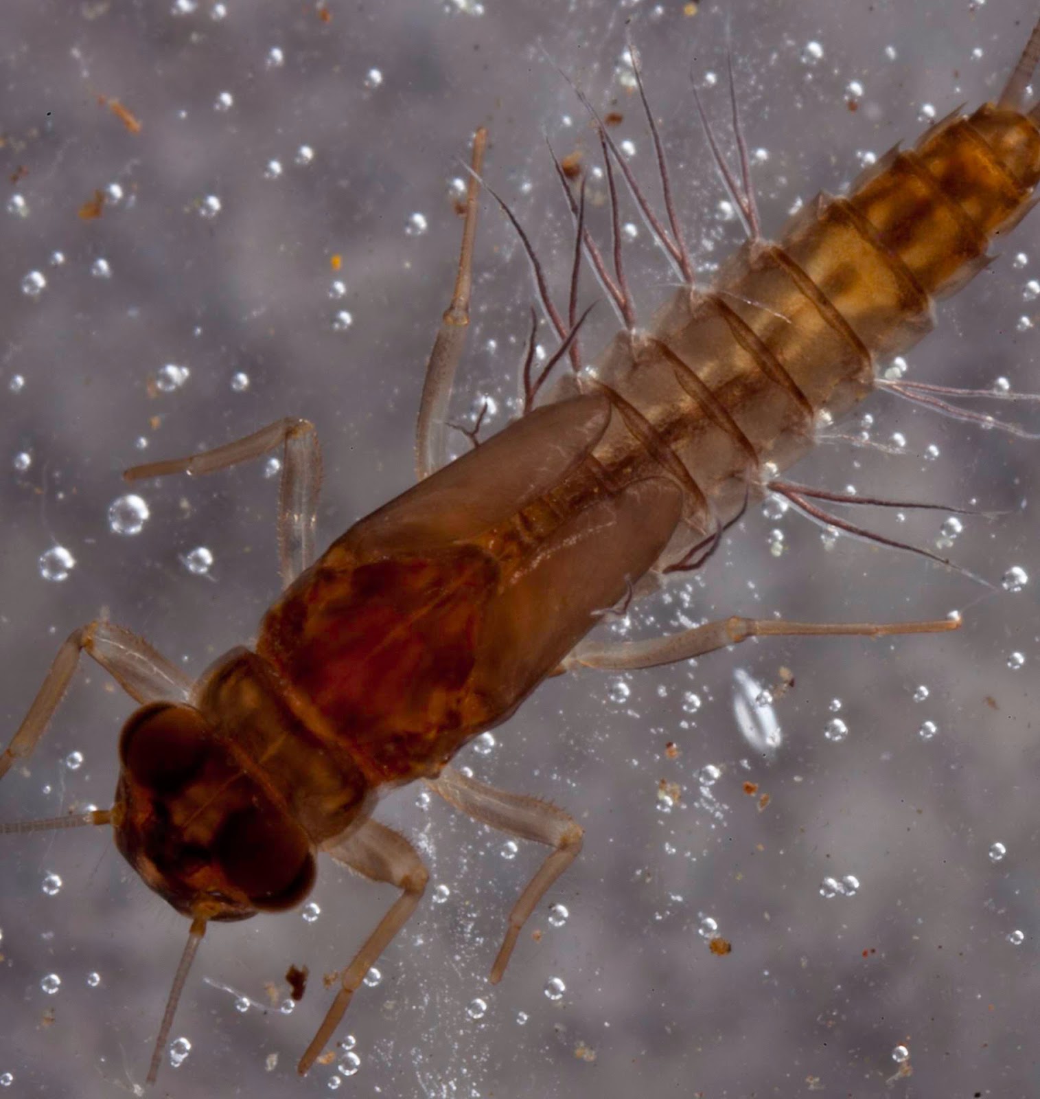 Aquatic Insects of Central Virginia: Our common pronggilled mayfly ...