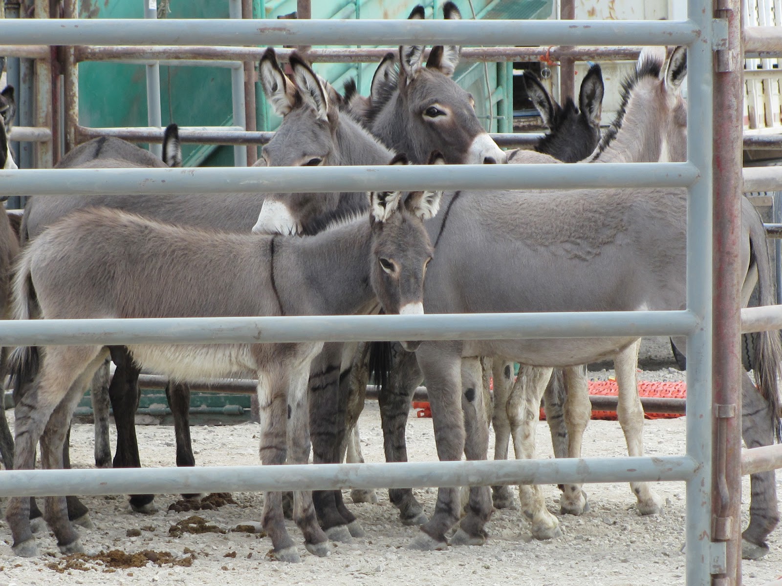 Write... and Ride: In honour of World Donkey Day, please donate and ...