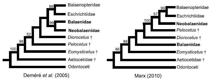 The Coastal Paleontologist: Introducing Miocaperea, a fossil pygmy ...