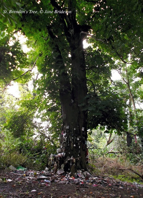 The Ever-Living Ones: Rag Trees