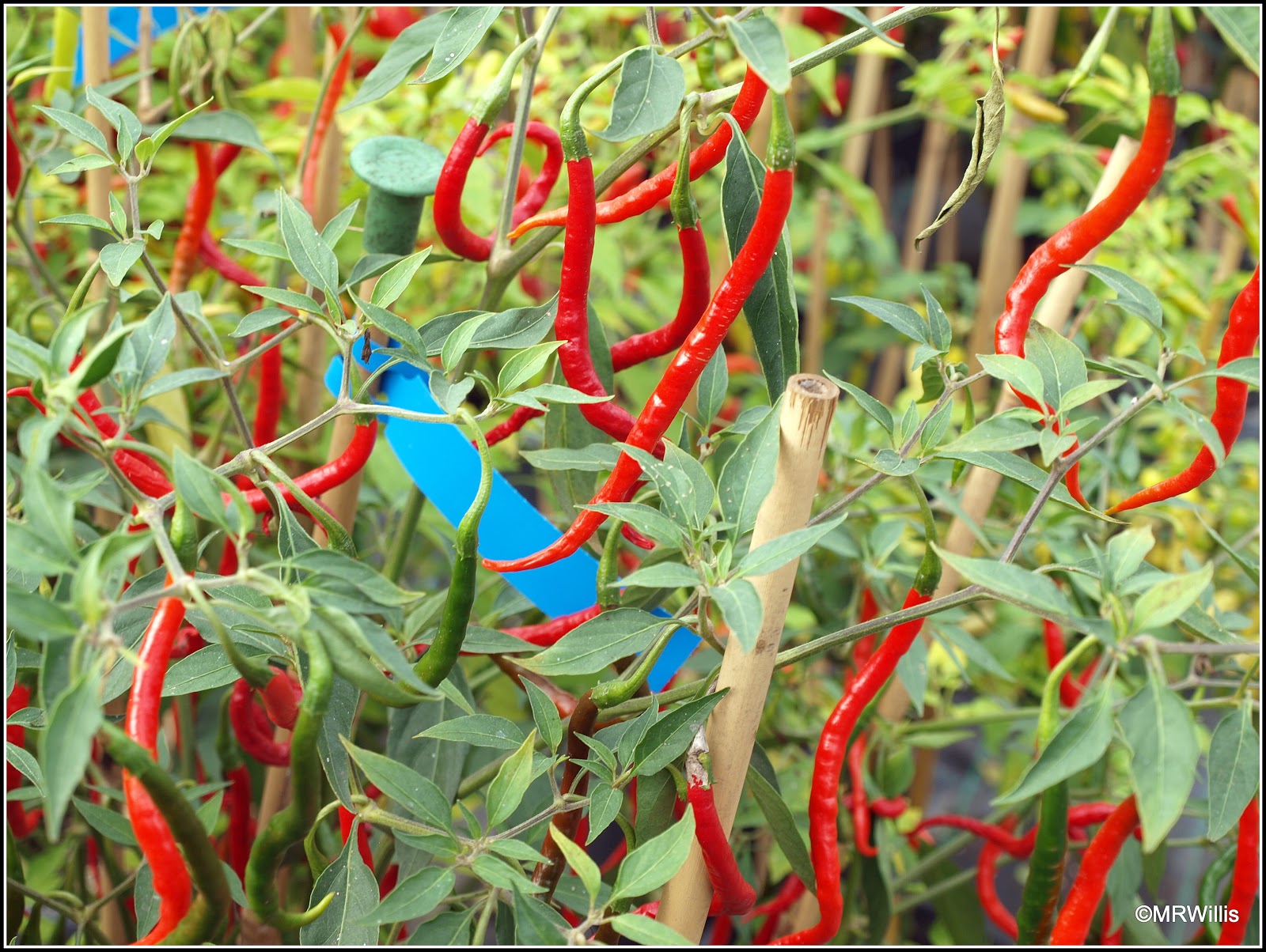 Mark's Veg Plot: For the love of chillis...