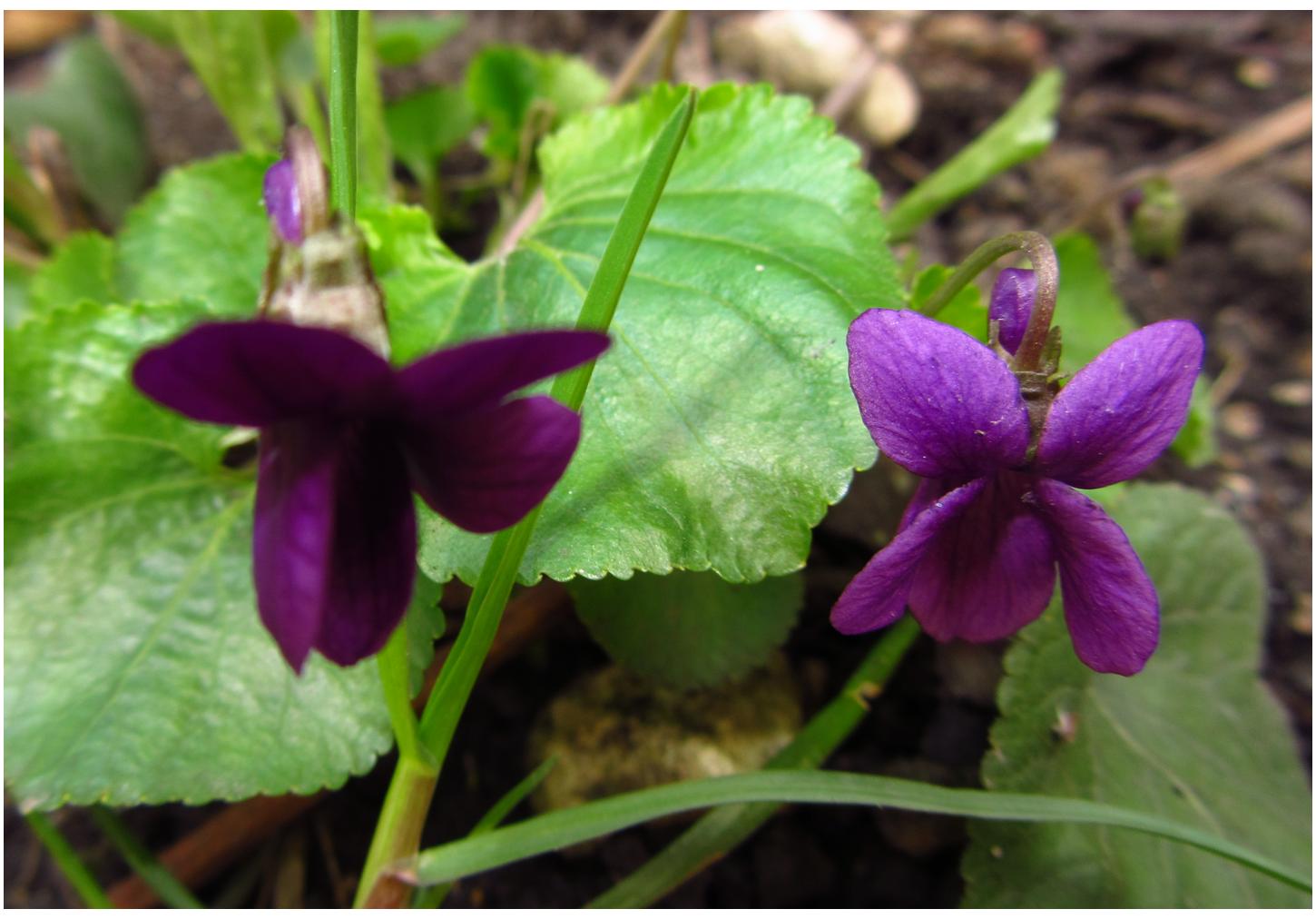 Natalia Levis-Fox and Fast Solutions: Wild Violets By Miracles