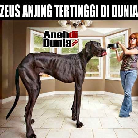 BERITA UNIK DAN SEJARAH DUNIA: Anjing Paling Tinggi Besar Di Dunia