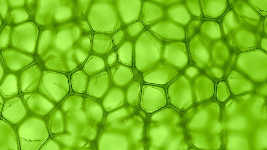Importance Of The Chlorophyll In The Plants Information Online importance-of-the-chlorophyll-in-the-plants-information-online
