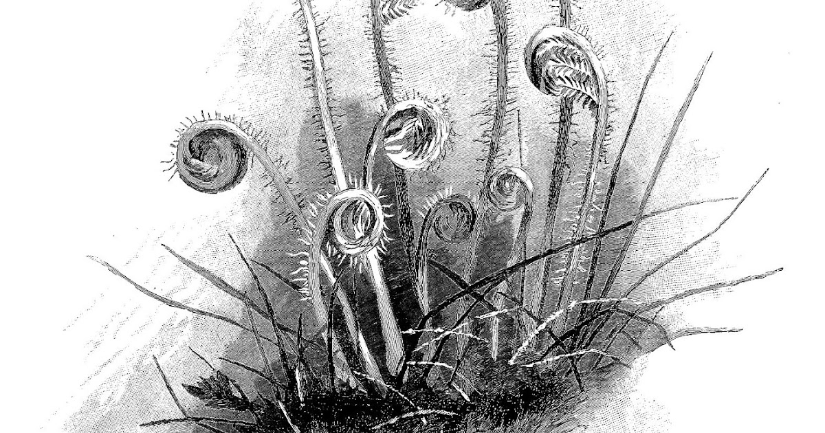 Digital Stamp Design: Antique Fern Pencil Artwork Drawing Botanical Art ...