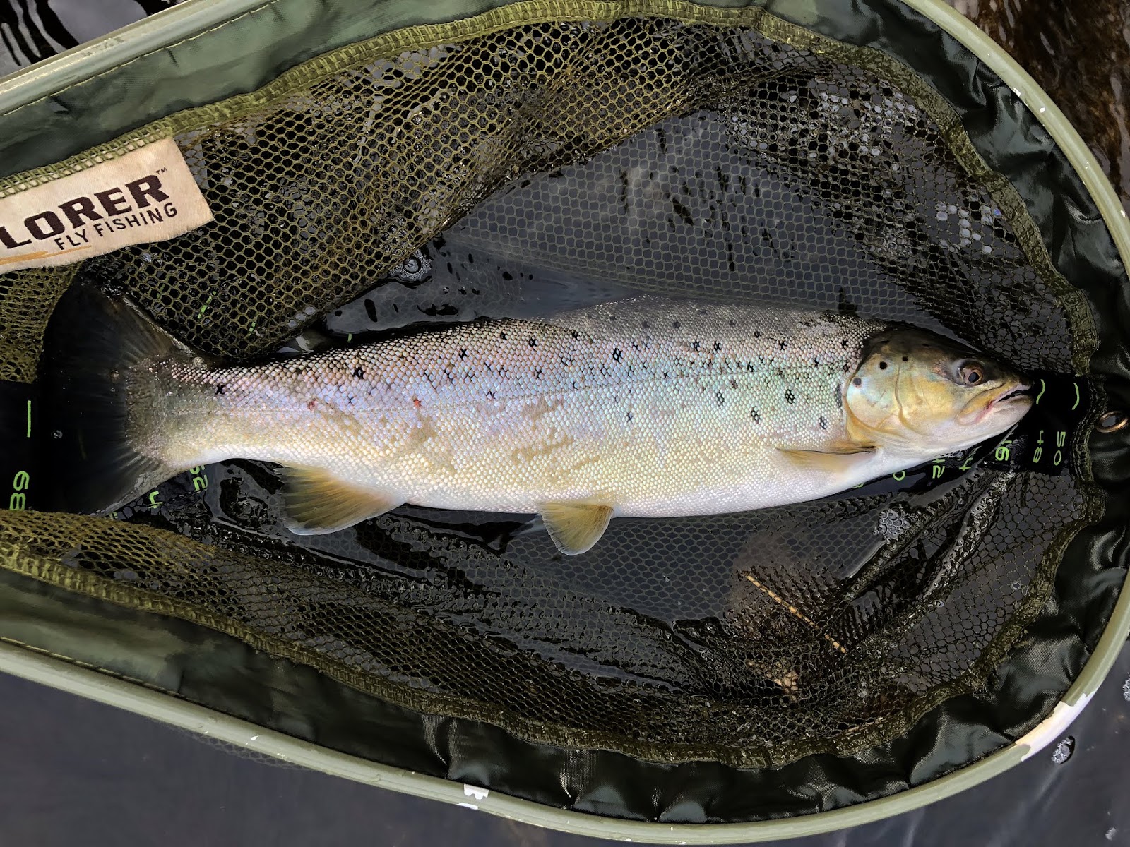Fishing the Irwell - An Urban Fly Fishing Journey: The River Irwell ...