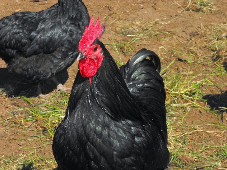 Australorp Chicken : Information ~ Pets Planet