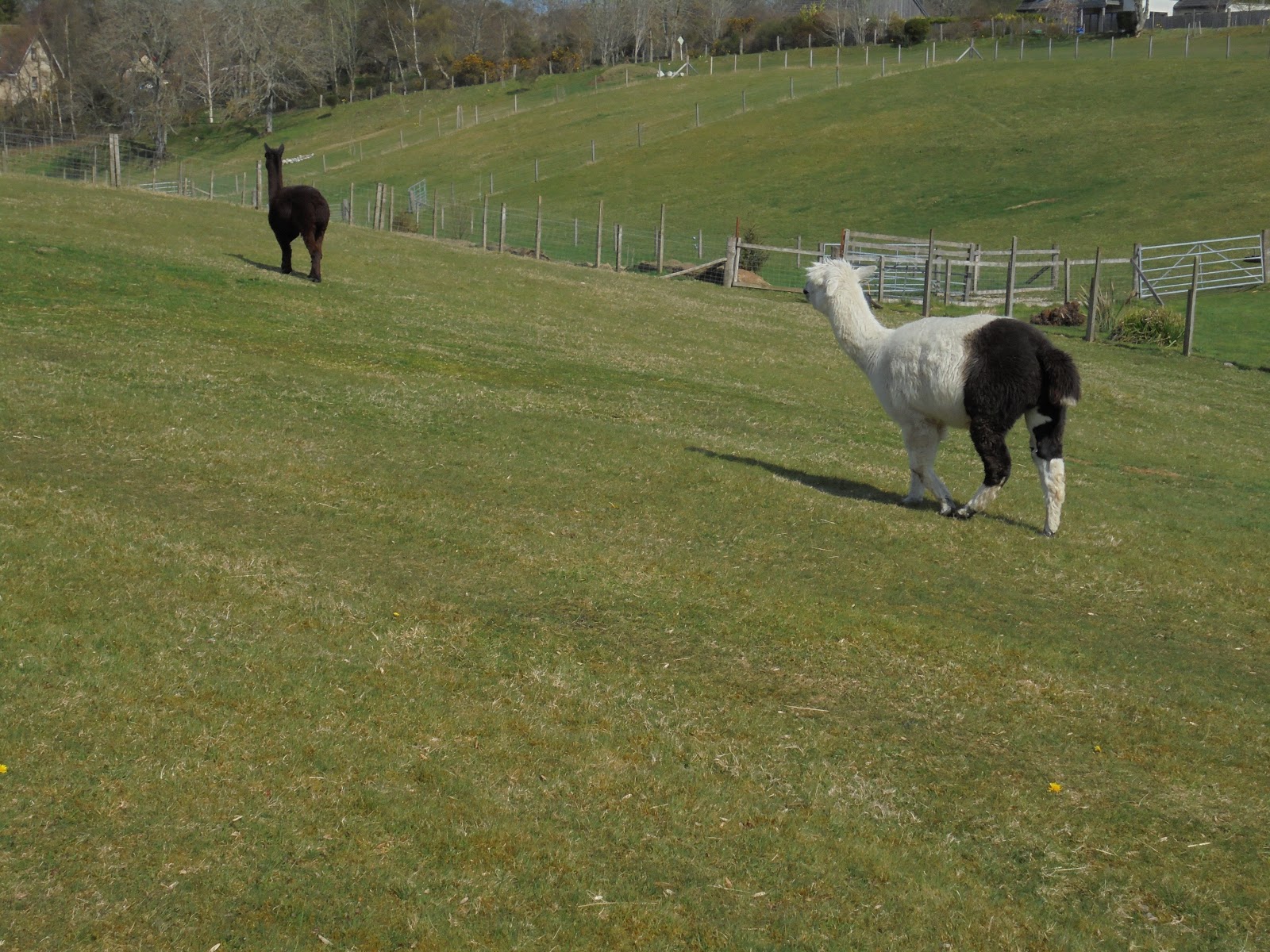 Tigh Mhor Alpacas: Happy Easter.