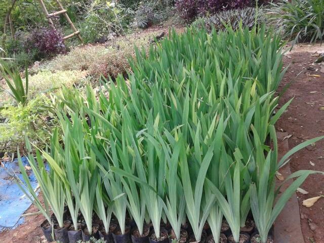 14+ Bunga Dan Tanaman Hias Rumput