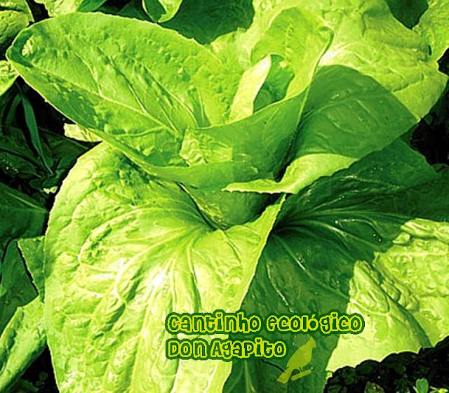 Sapecando O Roçado : Almeirão